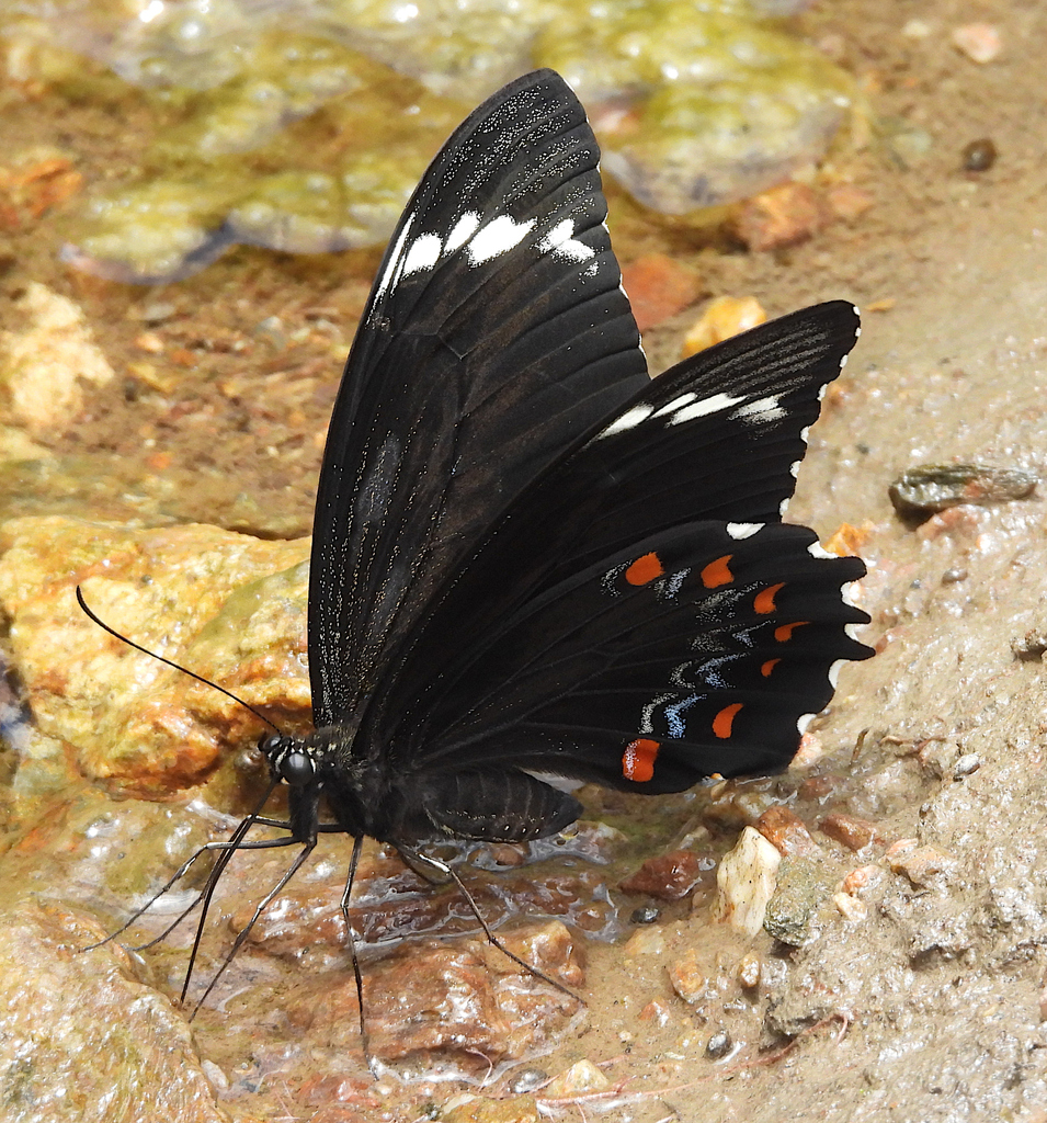 Australian Orchard Swallowtail from Lemm Park, Arana Hills, QLD ...