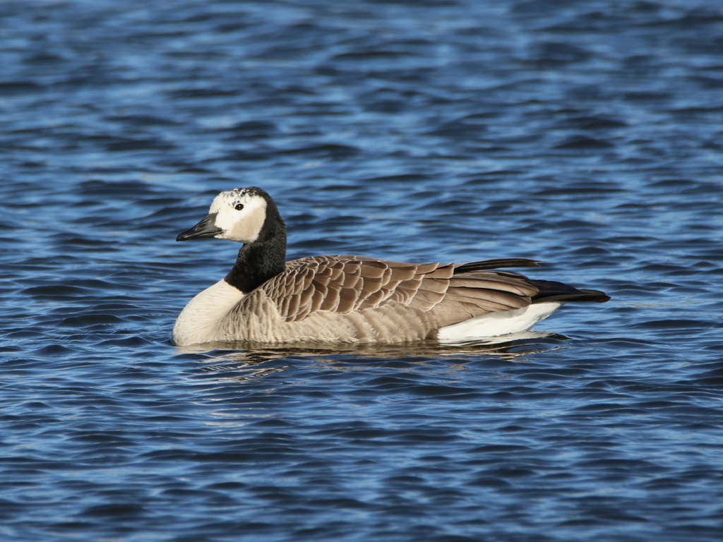 Canada Goose from Mar Lee Park, Johnson, IA, USA on December 7, 2023 at ...