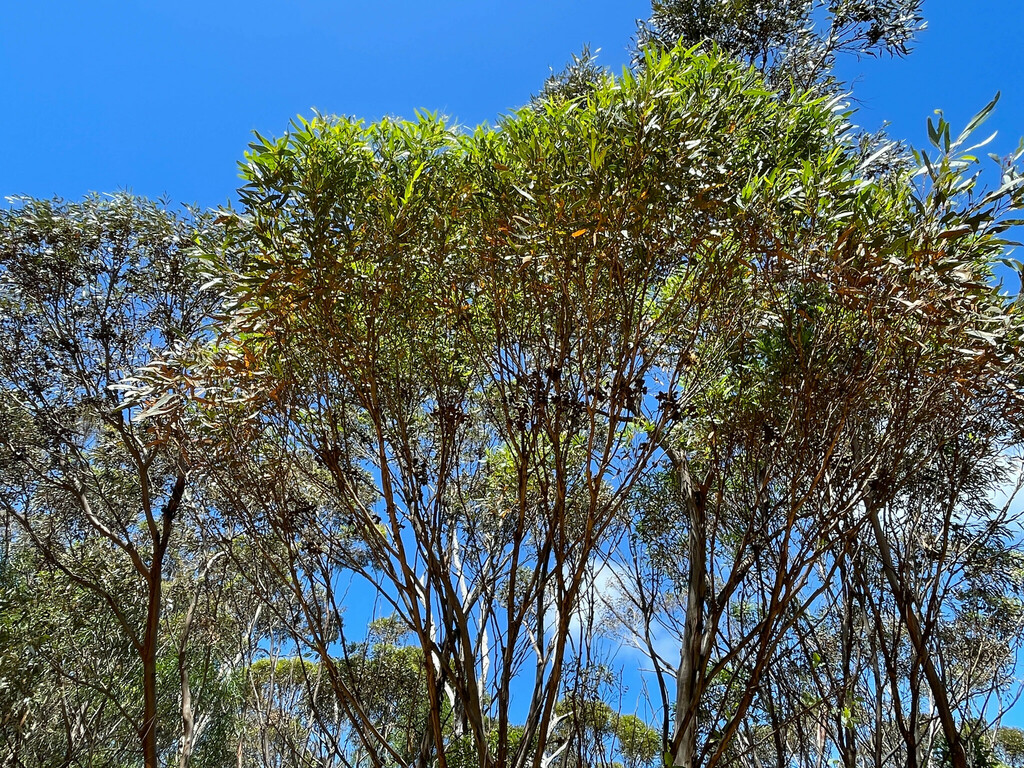 Stirling Range Yate from Stirling Range National Park WA 6338 ...