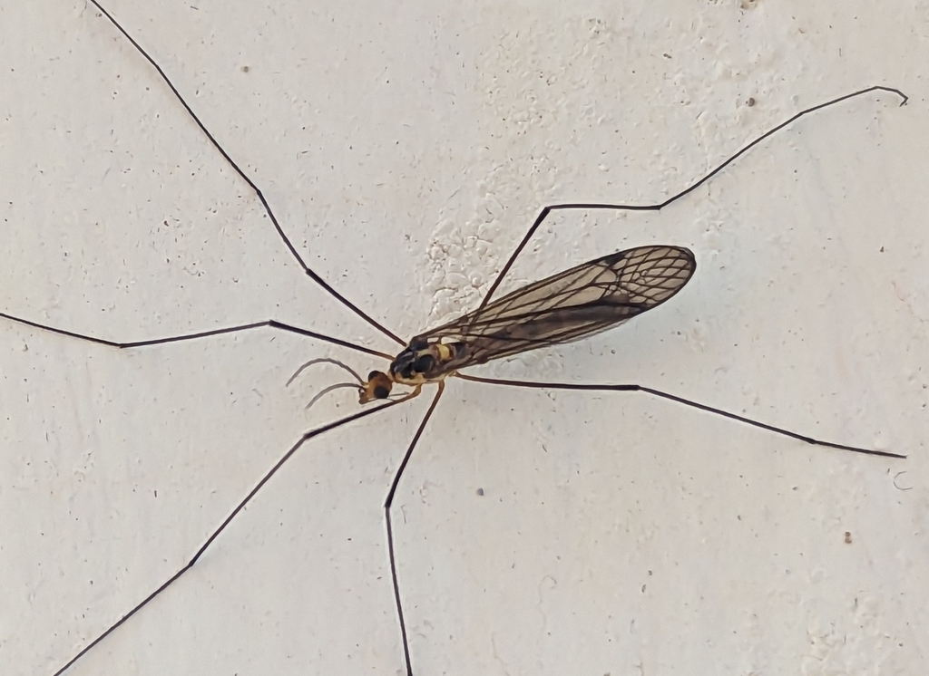 Limoniinae from Moiben, KE-UG, KE on December 7, 2023 at 09:02 AM by ...