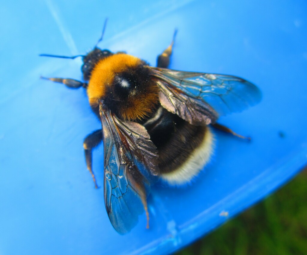 Western Bumble Bee from North Mission - Crawford, Kelowna, BC, Canada ...