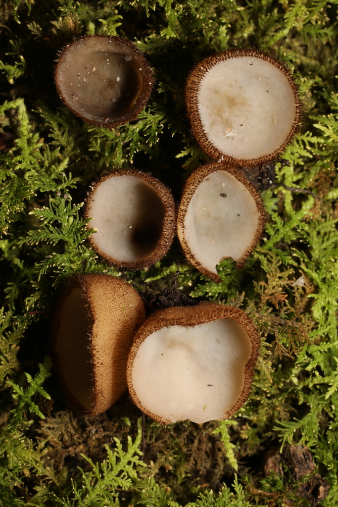 Humaria from Alan Seeger Natural Area, Huntingdon, PA 16652, USA on ...