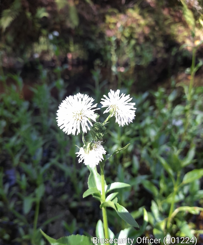 Senegal tea in December 2023 by Jack Beau Devlin. Highly invasive ...