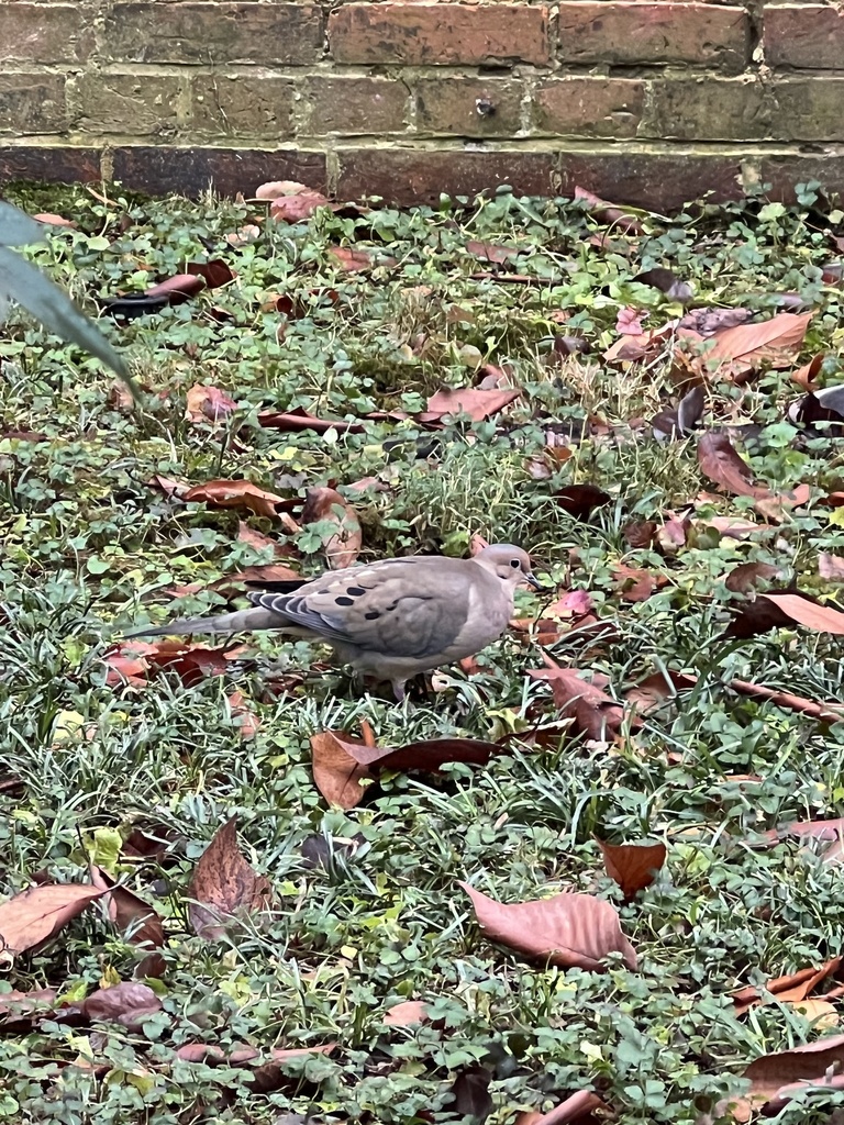 Mourning Dove from South Carolina Ave SE, Washington, DC, US on ...