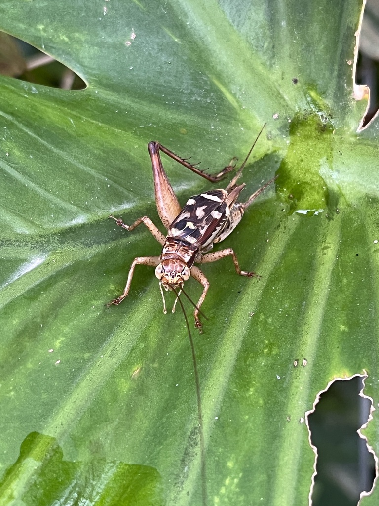 Cardiodactylus guttulus in December 2023 by Nakatada Wachi · iNaturalist