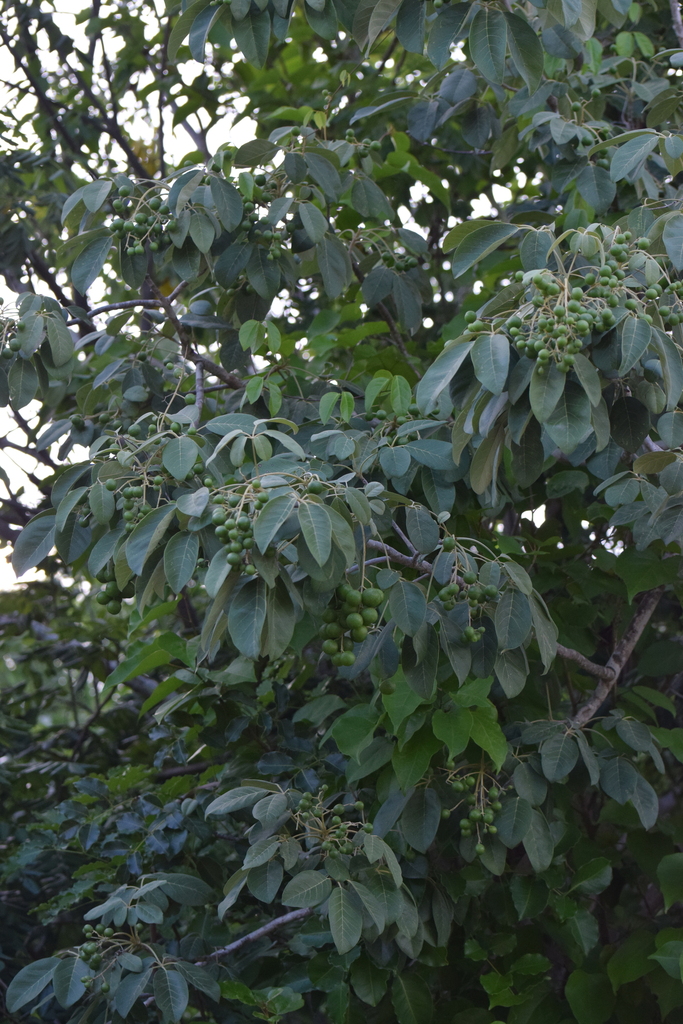 Vitex gaumeri in July 2023 by R.E.Llanos · iNaturalist