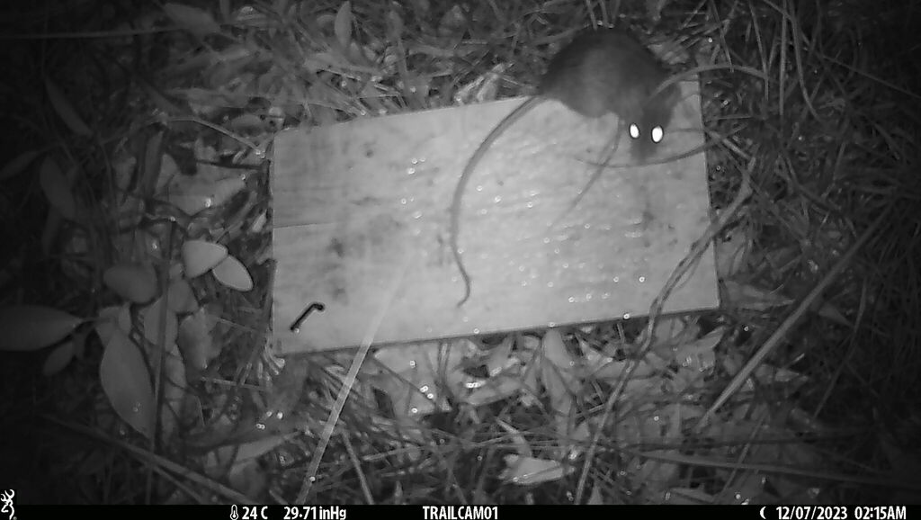 Black Rat from Thamarrurr NT 0822, Australia on December 7, 2023 at 02: ...