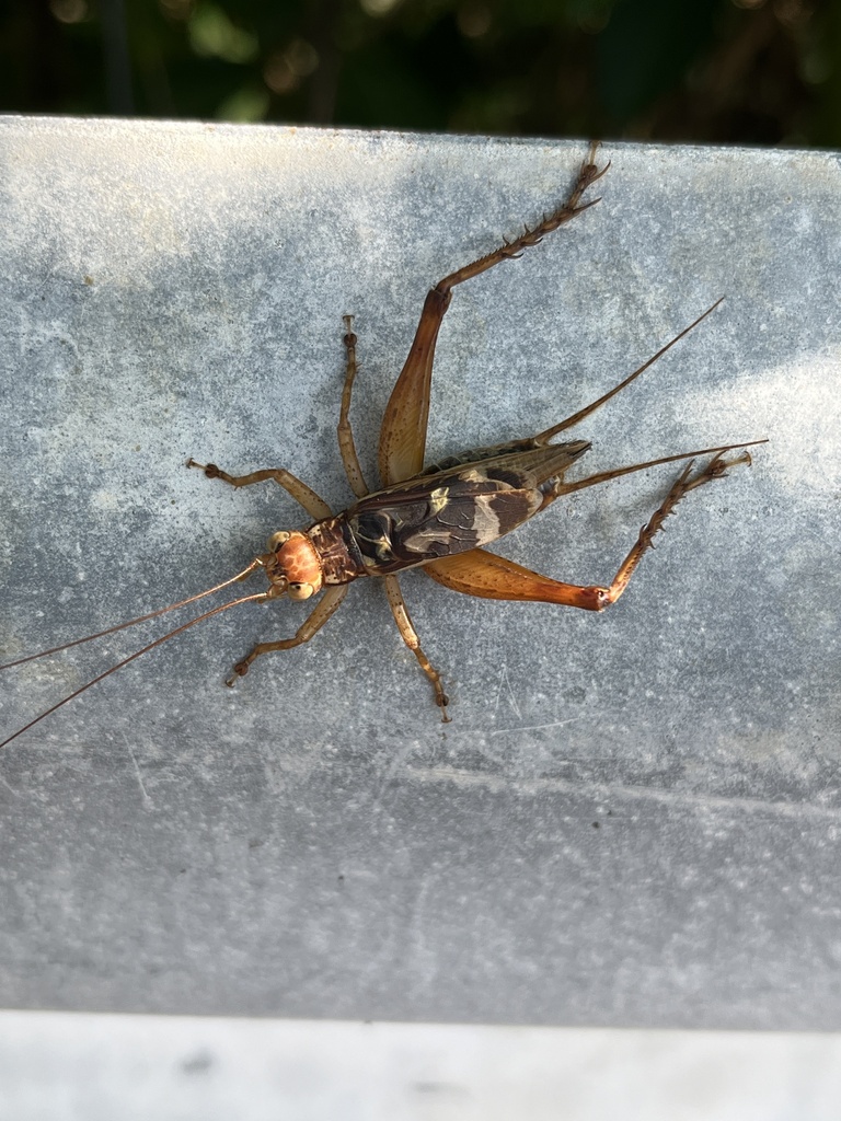 Cardiodactylus guttulus in December 2023 by Nakatada Wachi · iNaturalist