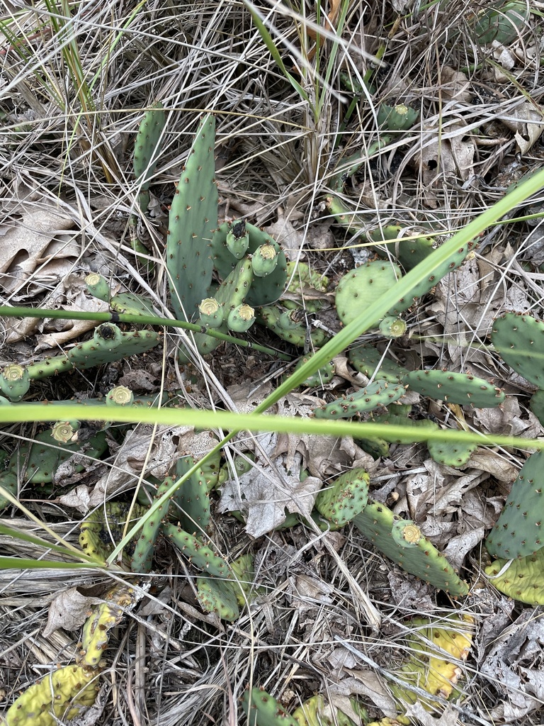 Eastern Pricklypear from Indiana Dunes National Park, Chesterton, IN ...