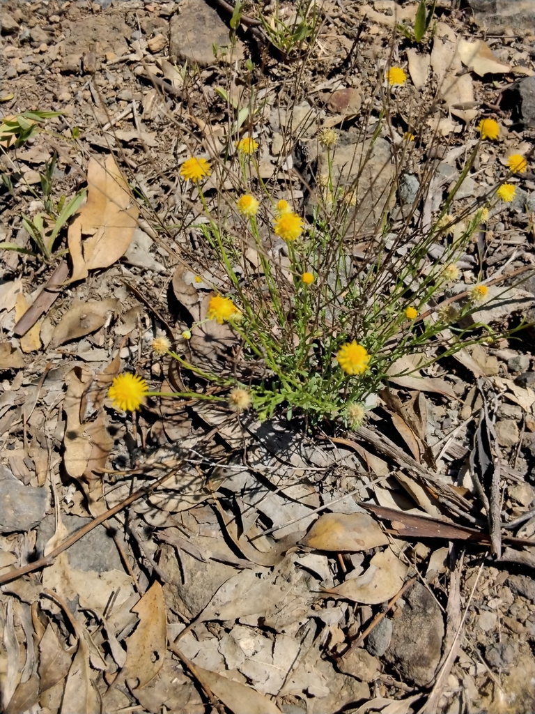 Bur Daisy from Prospect NSW 2148, Australia on December 8, 2023 at 10: ...