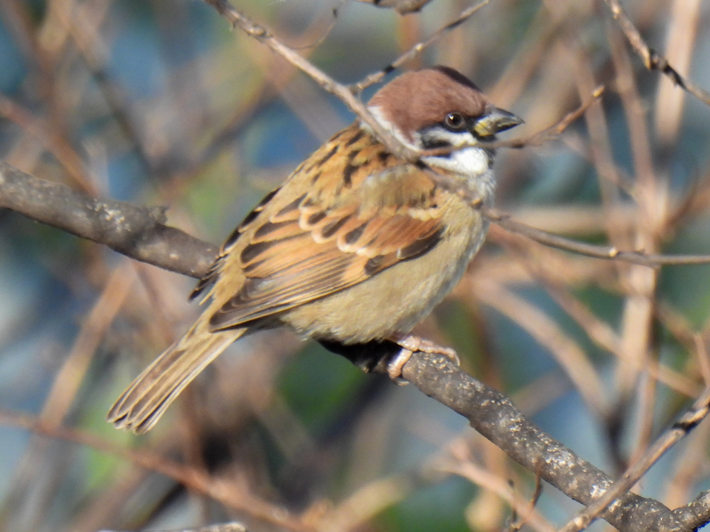 Eurasian Tree Sparrow from Takatsu Ward, Kawasaki, Kanagawa, Japan on ...