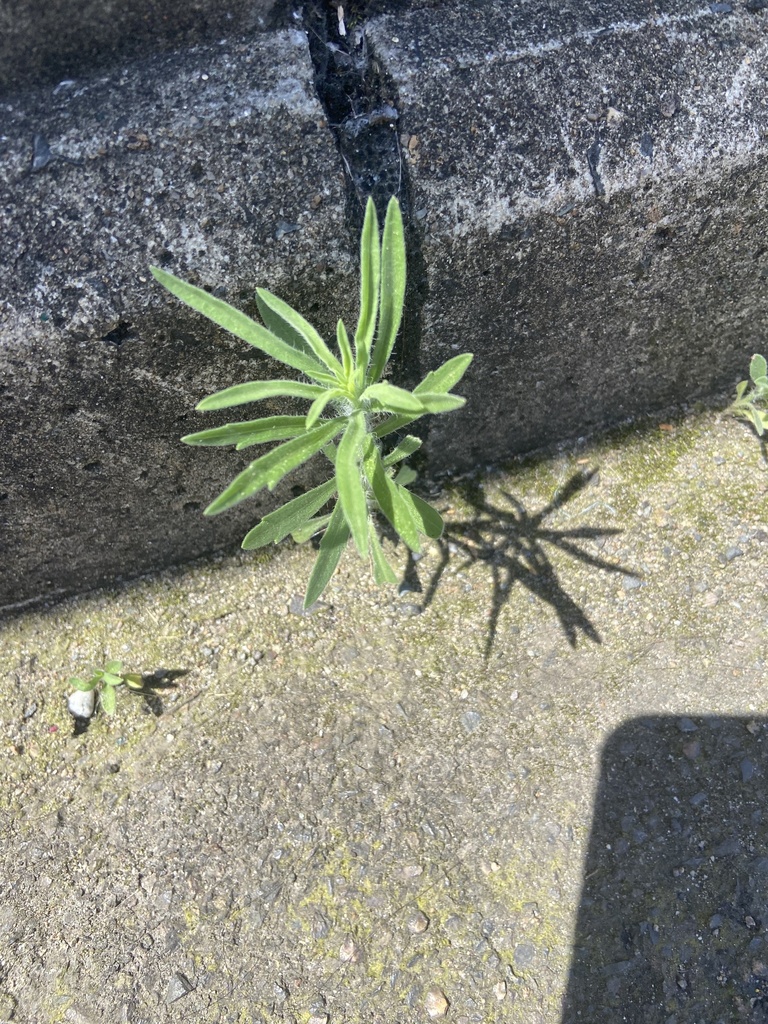 Asteroideae from Harbour Plaza Walk, Sydney, NSW, AU on December 8, 2023 at 02:46 PM by Isis ...