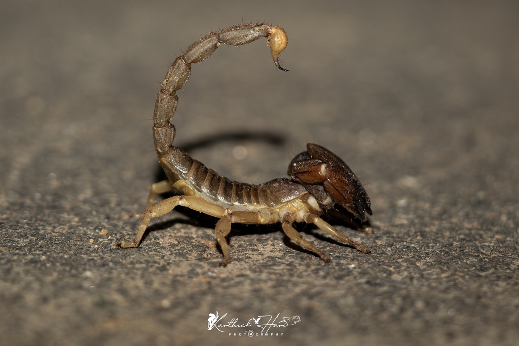 Giant Forest Scorpion from Palani, Dindigul, TN, IN on October 17, 2023 ...