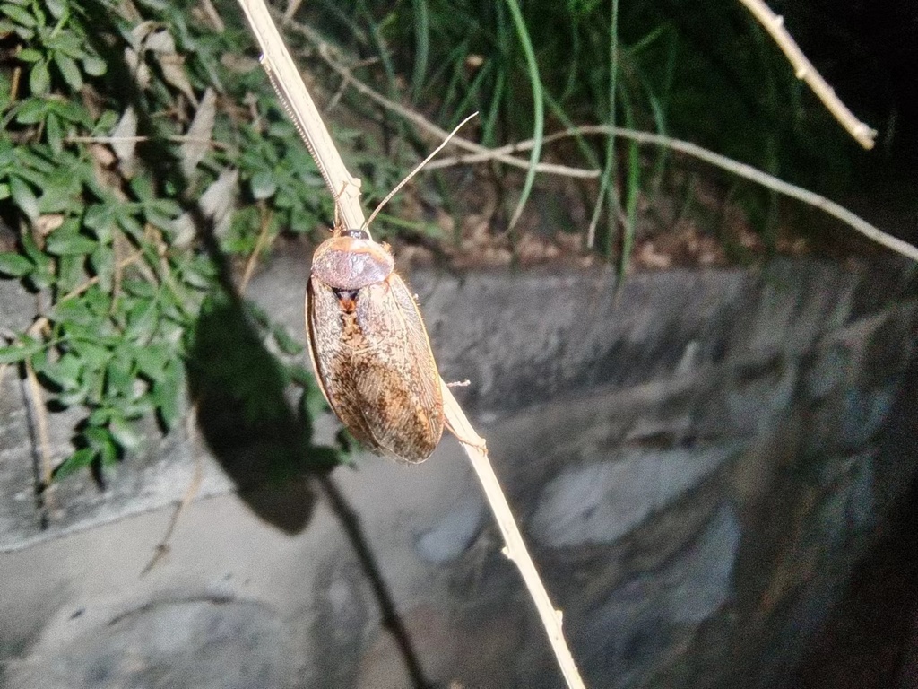 Eupolyphaga sinensis from 中国北京市海淀区 on June 21, 2023 at 11:32 PM by ...