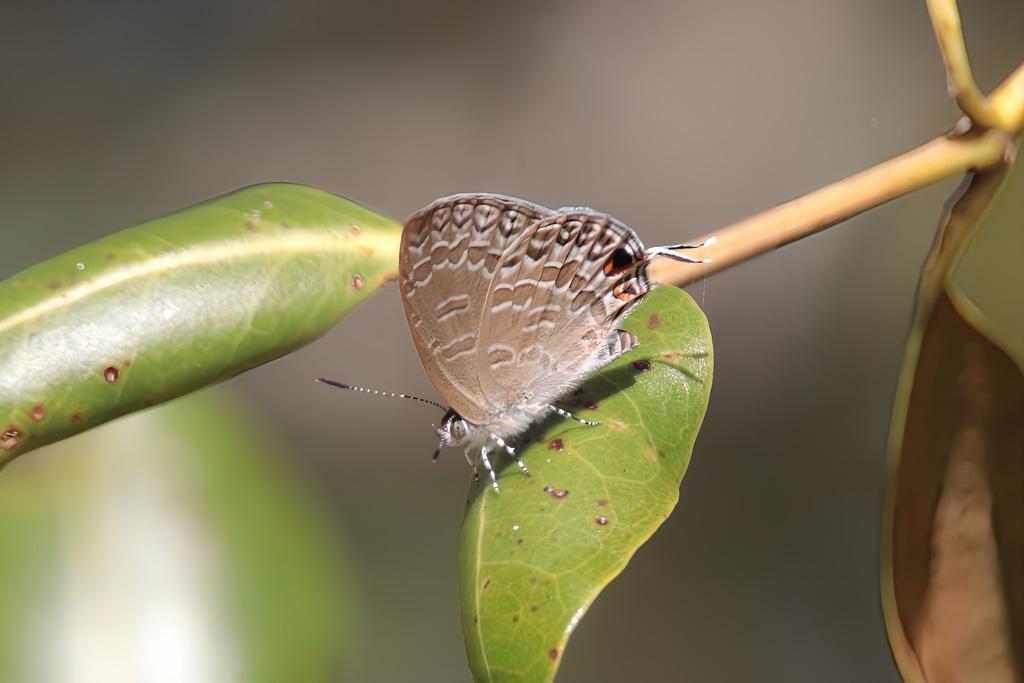 Ancyra Blue from Apalan, Poblacion, Tuburan, Cebu, Philippines on ...