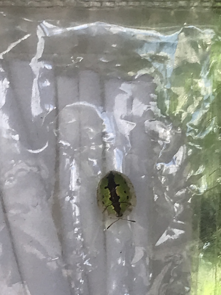Indian Green Tortoise Beetle from Cejlon, Central Province, LK on ...