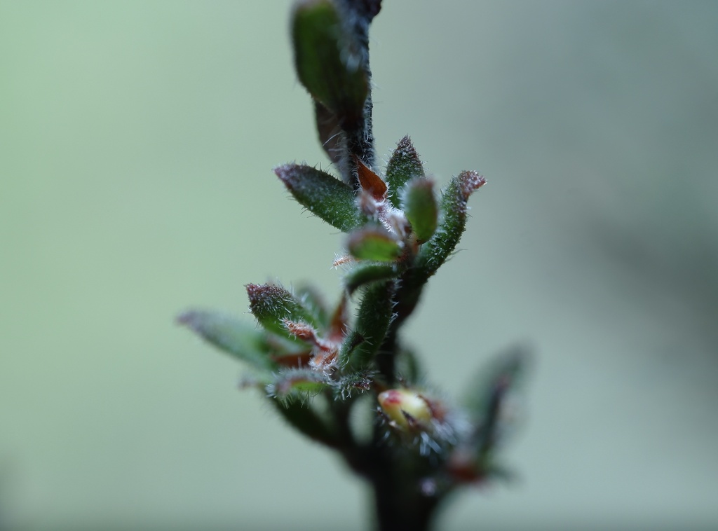 Leucopogon microphyllus pilibundus from Bluegum Tk, Lerderderg, VIC, AU ...