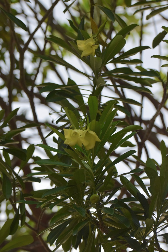 Cascabela gaumeri from Benito Juárez, Q.R., México on July 5, 2023 at ...