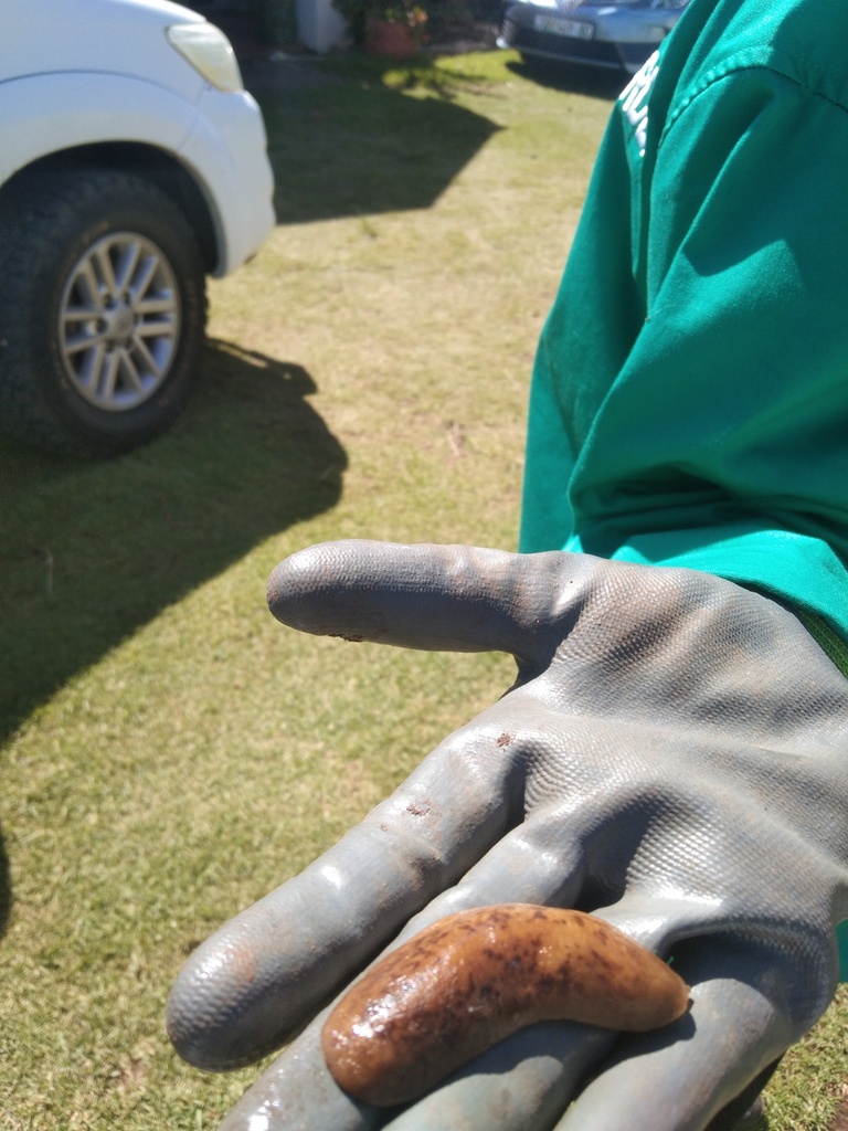 Brown Leatherback Slug from Buffalo City Metropolitan Municipality ...