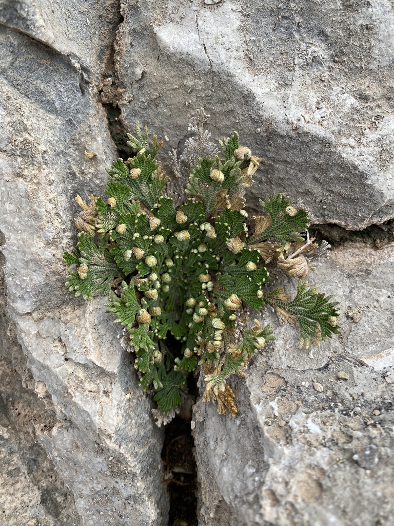 resurrection plant in August 2020 by W. Carpenter · iNaturalist