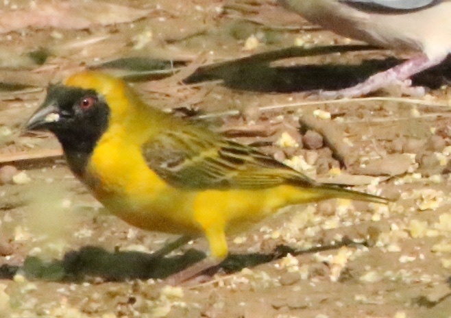 Southern Masked Weaver from Struben Dam, Pretoria, GP, ZA on December 7 ...