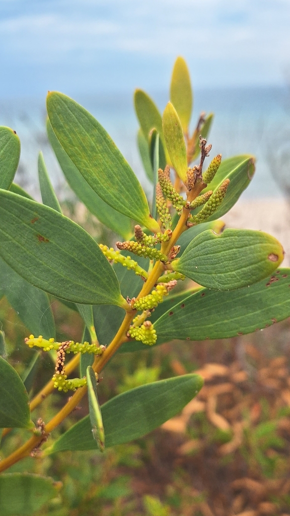 coastal wattle from Henley Beach South SA 5022, Australia on December 8 ...