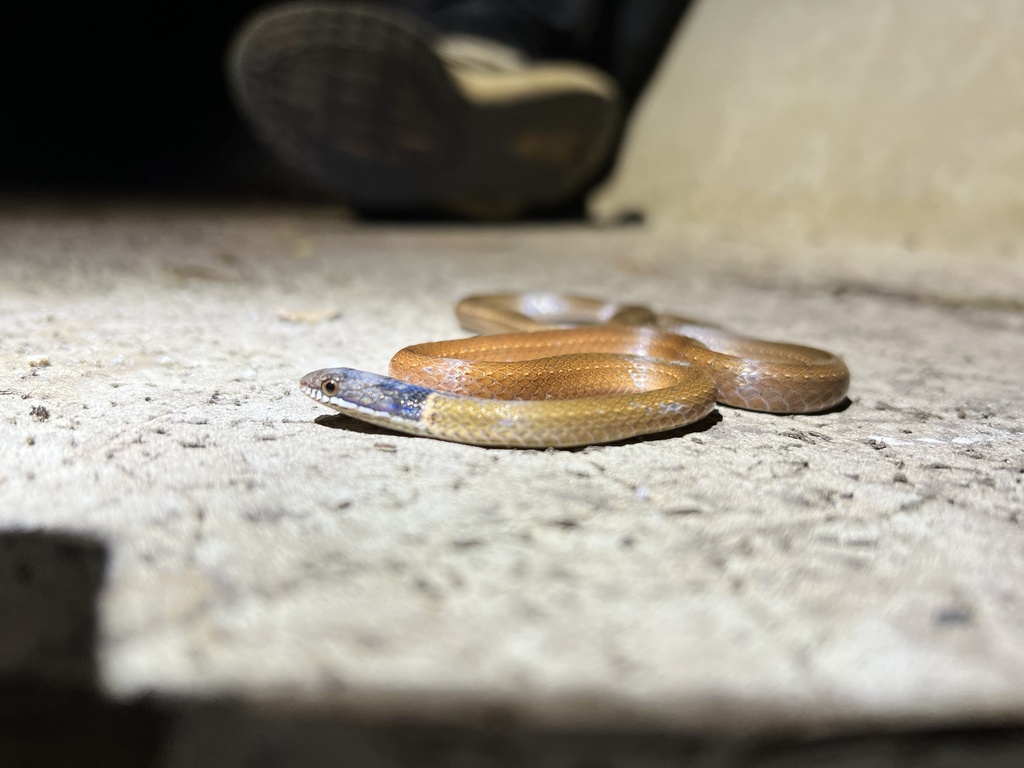 Chinese Many-tooth Snake in November 2023 by Tse Chung Yi · iNaturalist