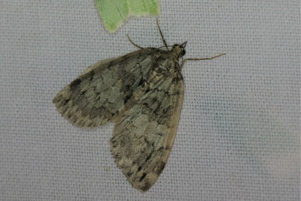 May Highflyer from Ede, Nederland on June 12, 2023 at 01:22 AM by ...