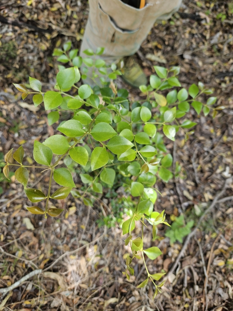 conkerberry from Wights Mountain QLD 4520, Australia on December 8 ...