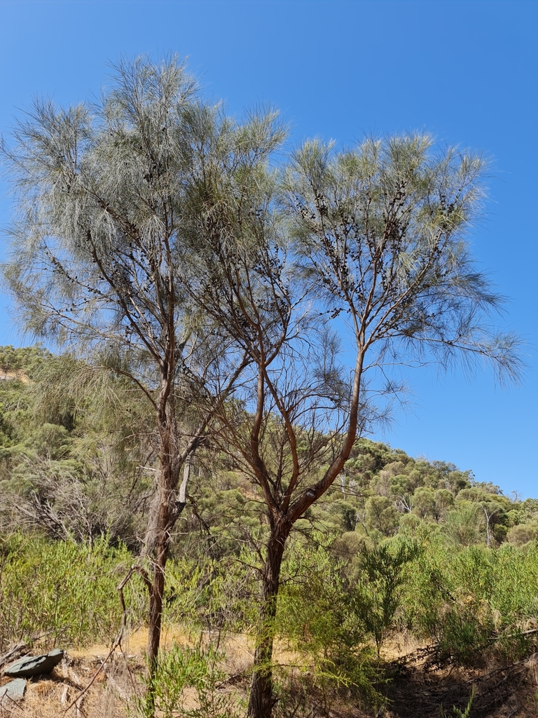 Drooping She-oak from Brigadoon WA 6069, Australia on December 8, 2023 ...