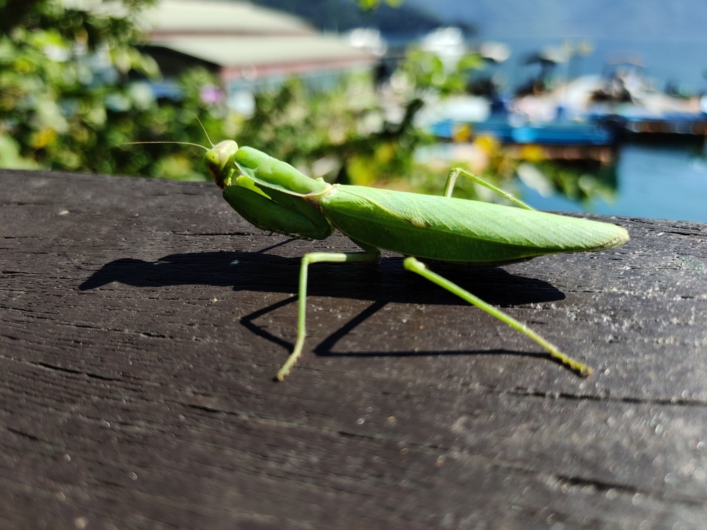Giant Asian Mantis from Nantou, TW-TA, TW on December 8, 2023 at 10:56 ...