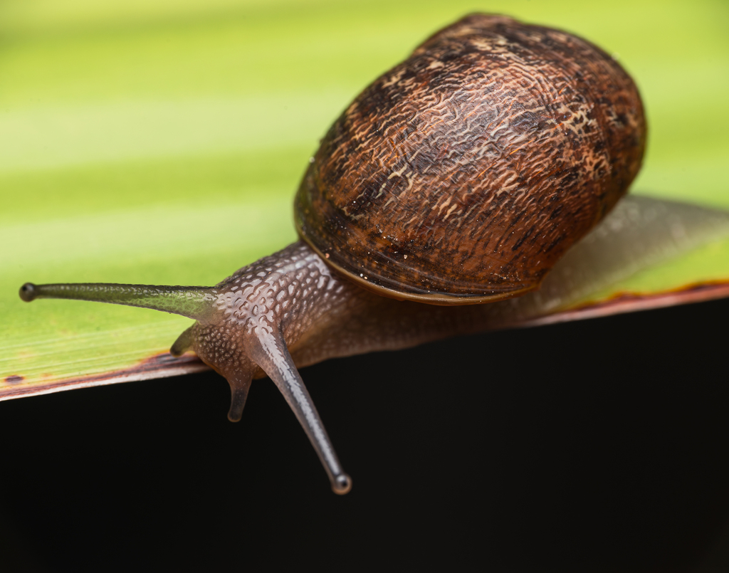 Garden Snail from Brunswick East VIC, Australia on December 7, 2023 at ...