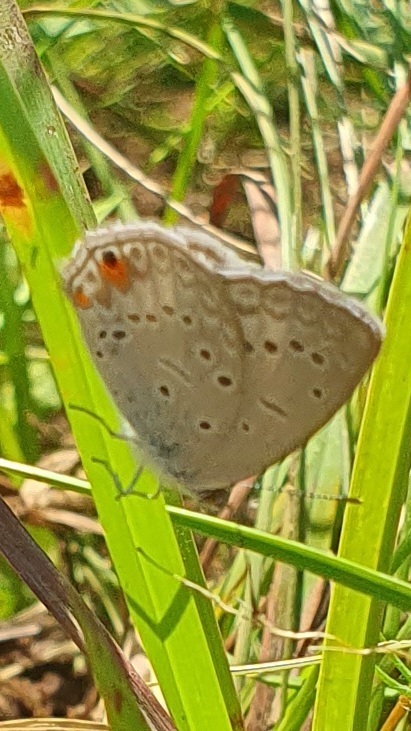 Common Meadow Blue from Mahogany Ridge, Pinetown, 3608, South Africa on ...