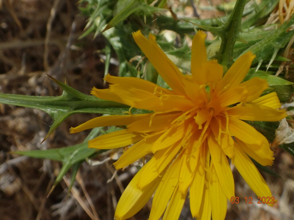 common golden thistle from Glenalbyn VIC 3517, Australia on December 3 ...