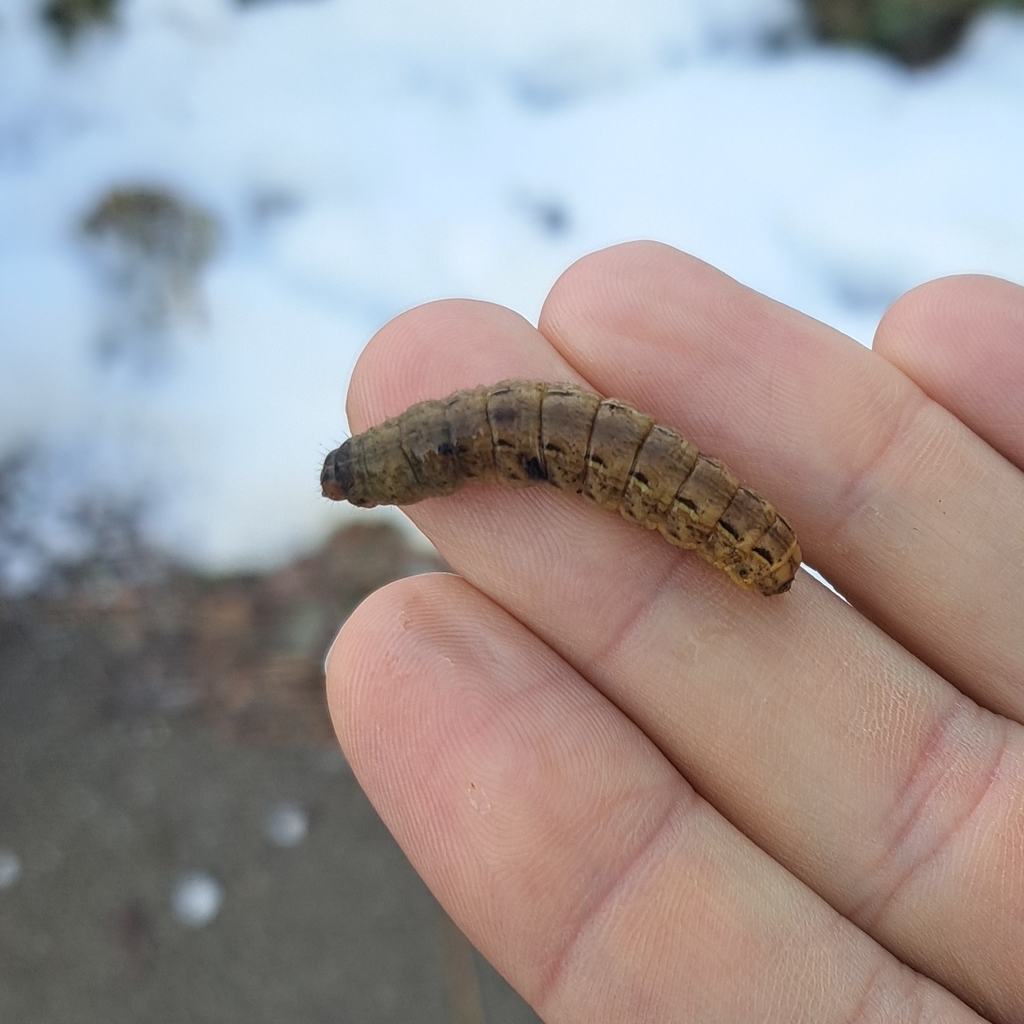 Large Yellow Underwing from Josefsdorf, Wien, Österreich on December 8 ...
