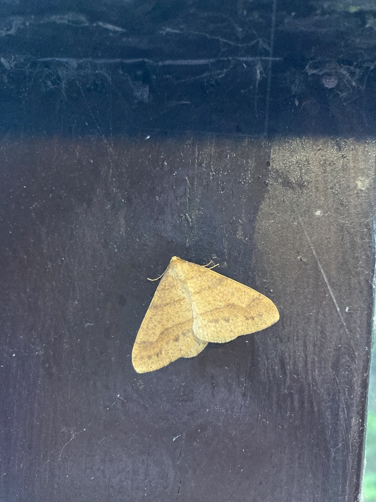 Scarce Umber Moth from High St, St Neots, England, GB on December 8 ...