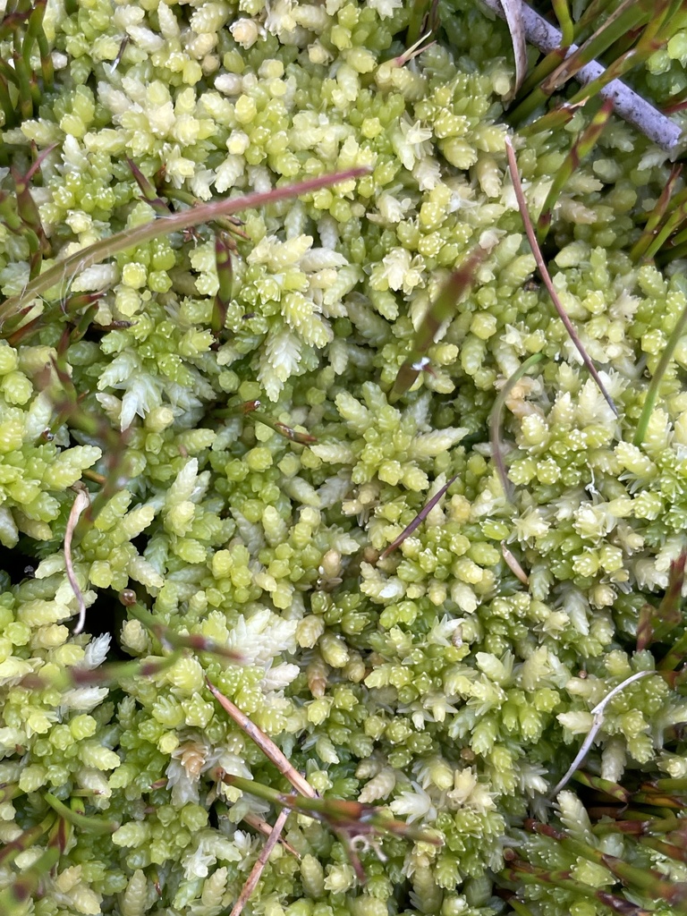 New Zealand Sphagnum from Kosciuszko National Park, Jacobs River, NSW ...