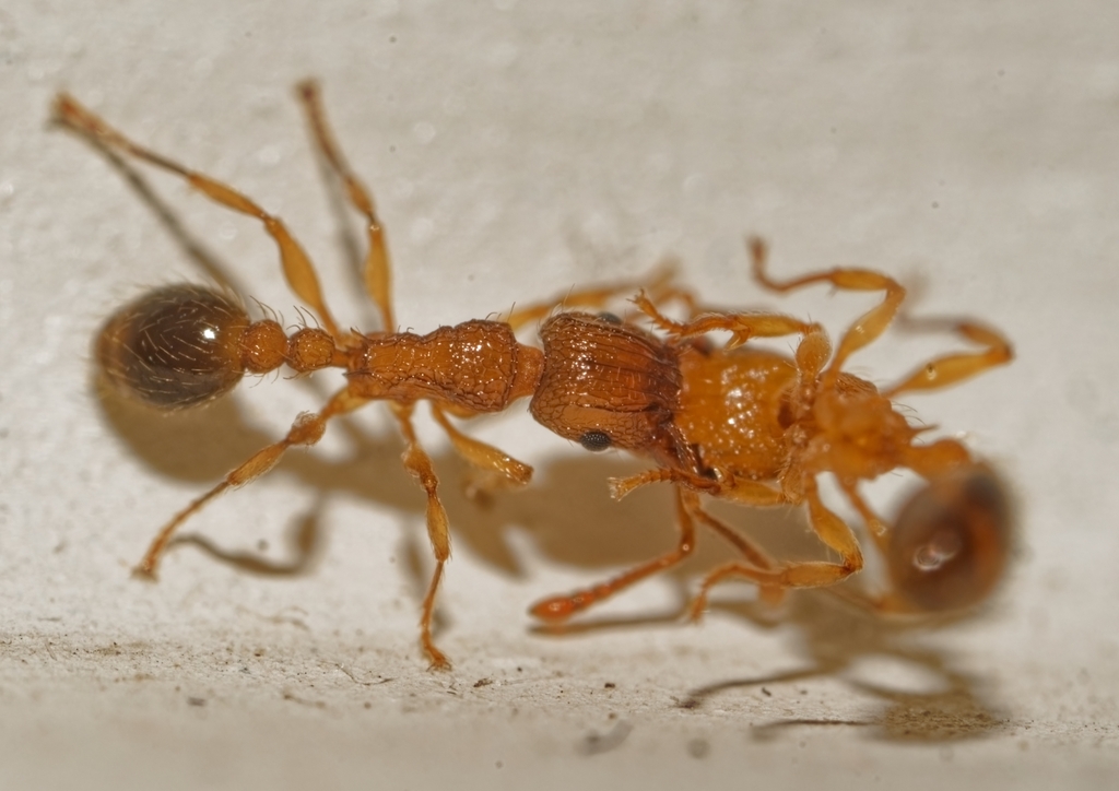 Bicolored Pennant Ant from 8FP4+MC7, Koror, Palau on December 6, 2023 ...