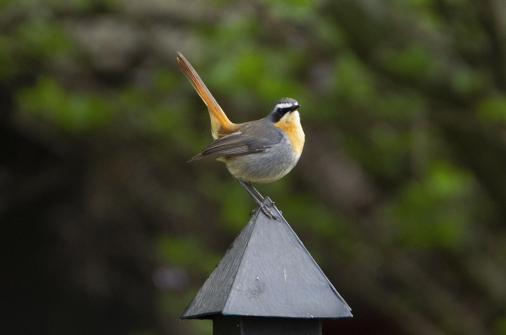 Cape Robin-Chat from Elardus Park, Pretoria, 0181, Южная Африка on ...