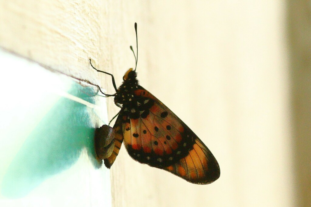 Acara Acraea from Ehlanzeni District Municipality, South Africa on ...