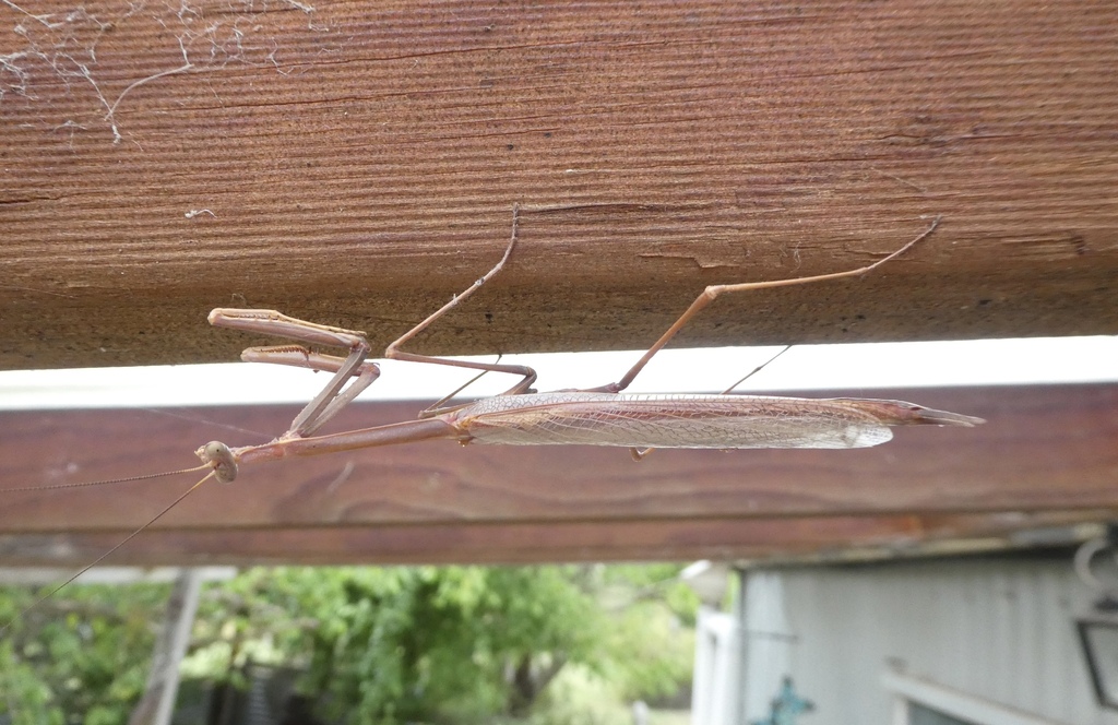 Australian Grass Mantises from Yea VIC 3717, Australia on December 7 ...