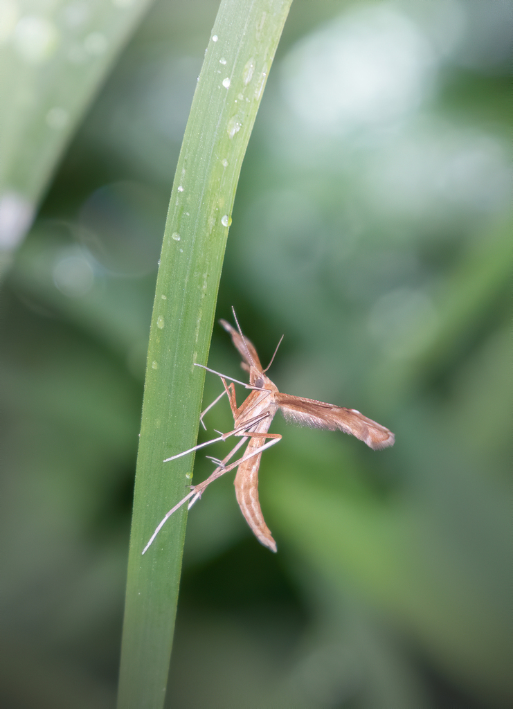 Yarrow Plume Moth from Баташи, Кировская обл., Россия, 613115 on July 9 ...