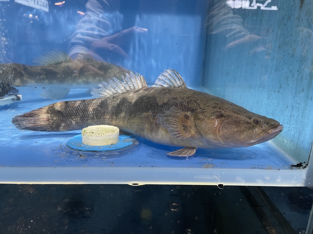 Marbled Goby from 东部新城, 宁波市, 浙江省, CN on December 8, 2023 at 03:37 PM by ...