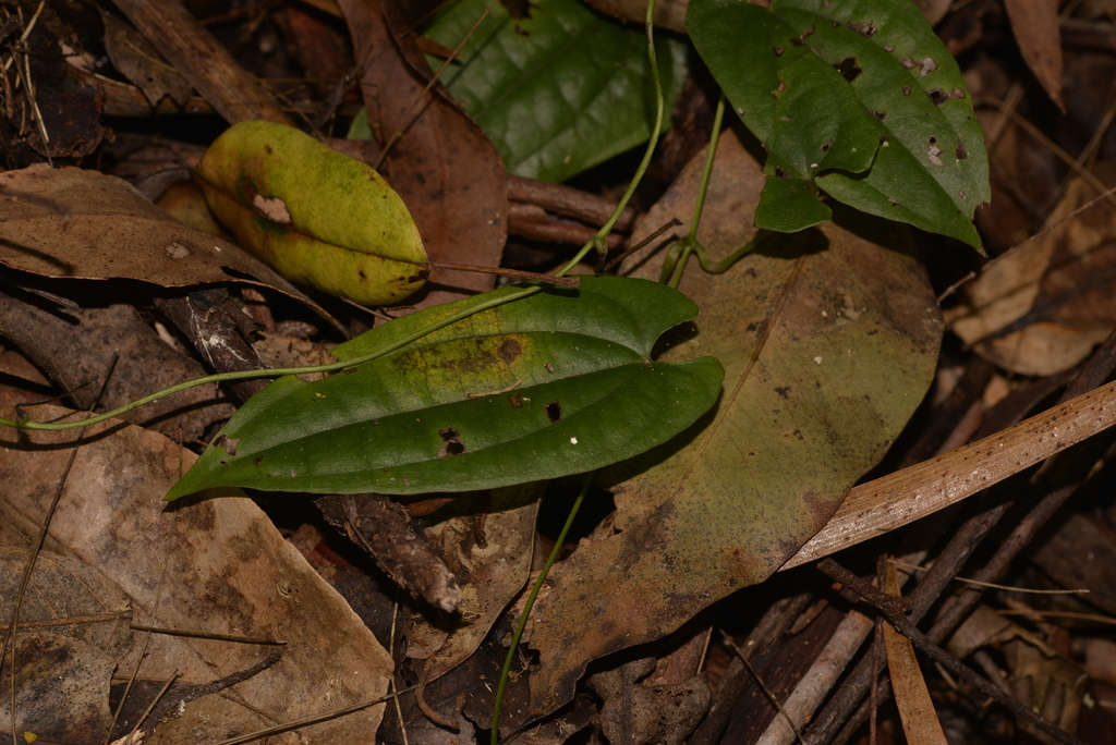 Common Yam Vine from Way Way NSW 2447, Australia on November 25, 2023 at 12:50 PM by Nick ...