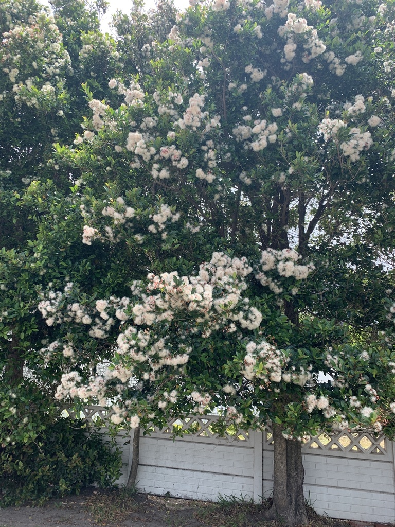 scrub cherry from Botriver Road, Kleinmond, WC, ZA on December 8, 2023 ...