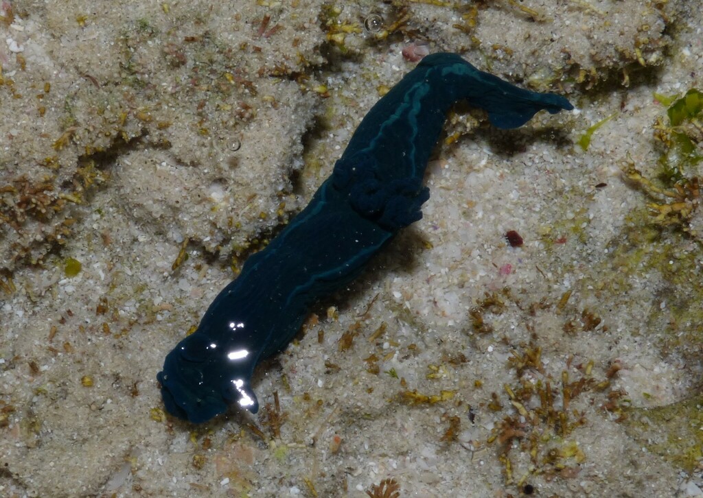 black nudibranch from Overberg District Municipality, South Africa on ...