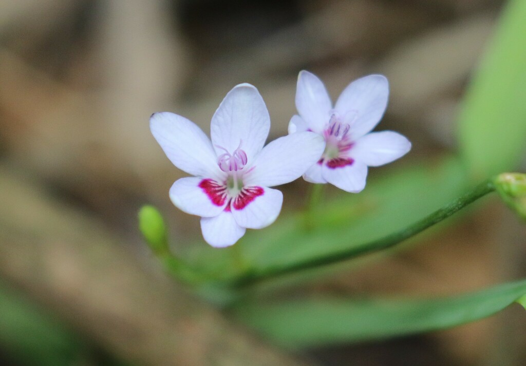 Freesia laxa azurea from Esiphahleni, South Africa on December 4, 2023 ...