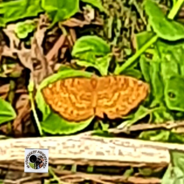 Common Castor Butterfly from Guthani on December 8, 2023 at 02:22 PM by ...