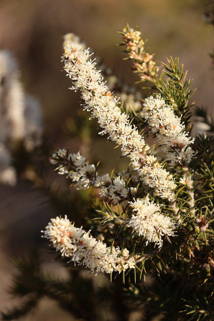 ribbed hakea from Hill River WA 6521, Australia on August 23, 2023 at ...
