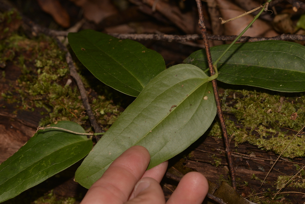 Austral Sarsaparilla from Way Way NSW 2447, Australia on November 25, 2023 at 01:13 PM by Nick ...